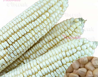 White Waxy Corn 50 Seeds High Glutinous Organic Sweet Corn Bap Nep ...