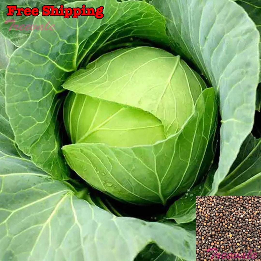 Cabbage, Golden Acre Cabbage Seeds | Non-gmo, Organic | Treevales - Etsy