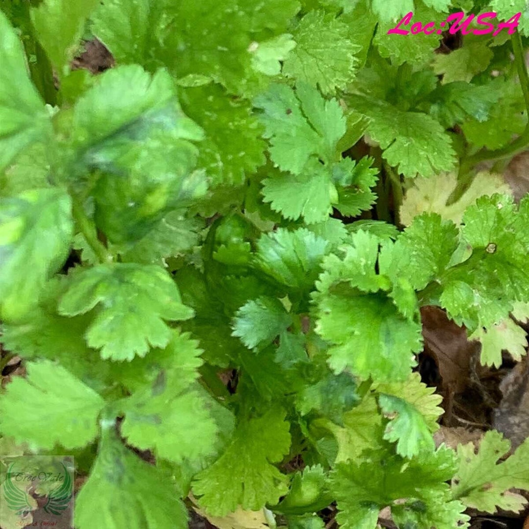 Cilantro Seeds | Cilantro Coriander Seeds | NON-GMO - Free Shipping ...