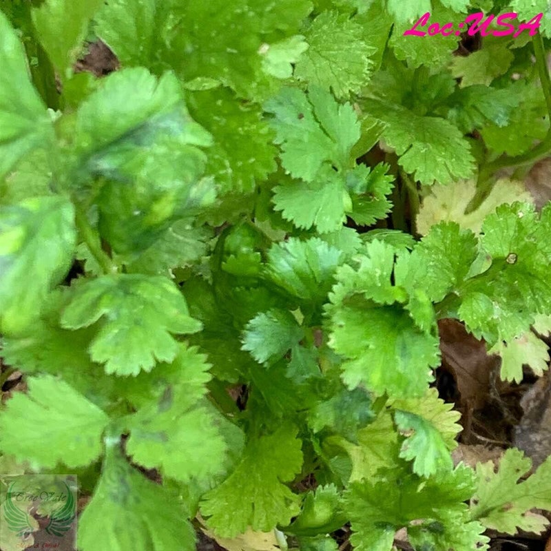 Coriander - Etsy