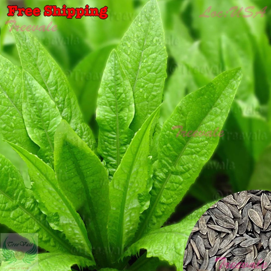 You Mai Cai, Youmai, Youmaicai, Lettuce Indian Long, Sword Lettuce ...