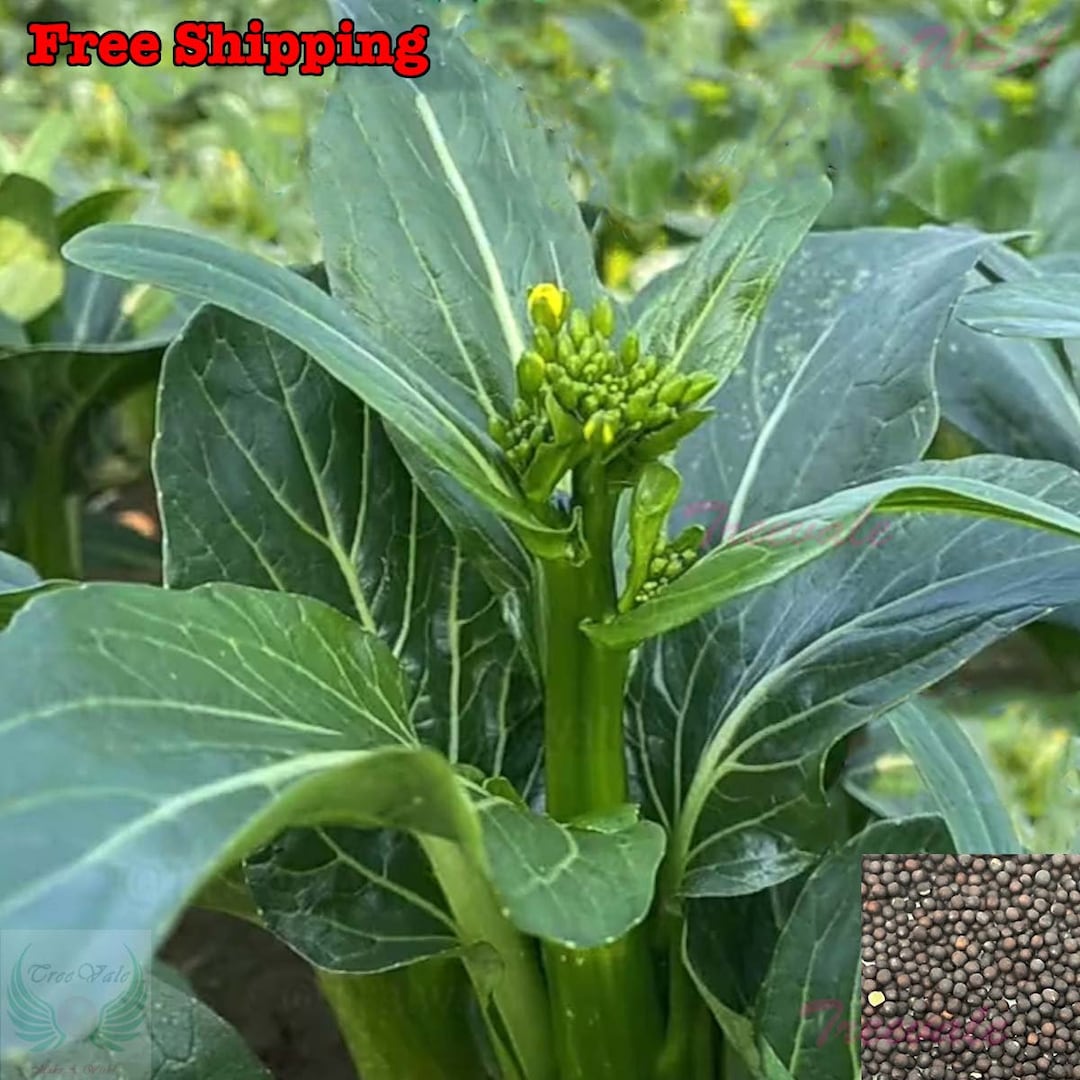 Yu Choy Sum Seeds - Early Green | Chinese Flowering Cabbage SEEDS | Non ...