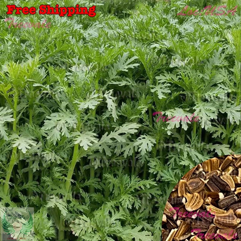 Tong Ho SEEDS | Crown Daisy, Glebionis Coronaria Green, Chrysanthemum ...