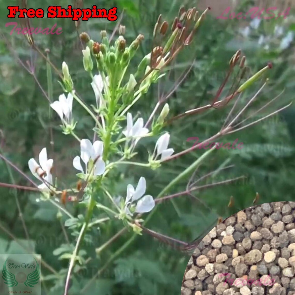 Wild Spider Flower, Cleome Gynandra, Thai Cleome, Phaksian SEEDS | Non ...