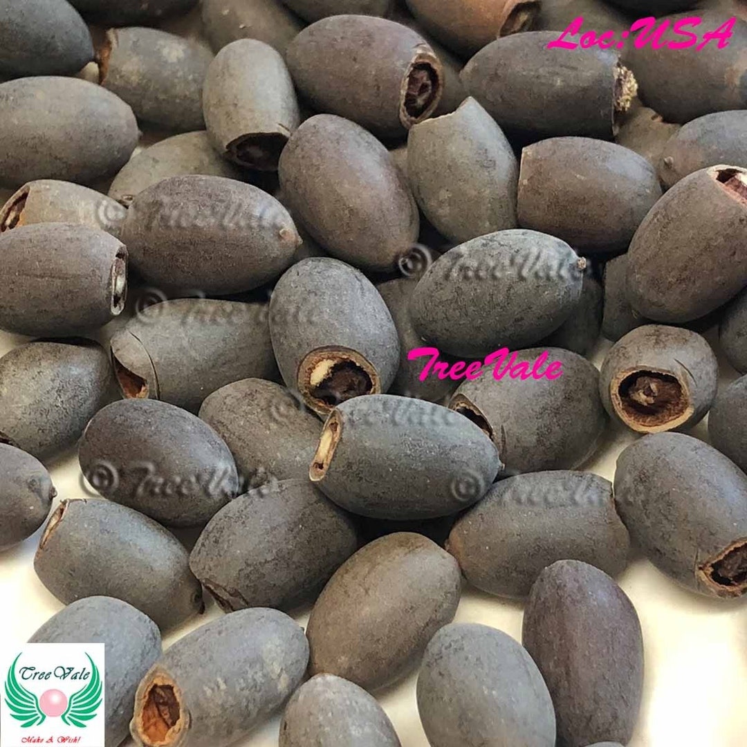 10 Mixed Lotus Nicked Seeds - USA Seller - Etsy