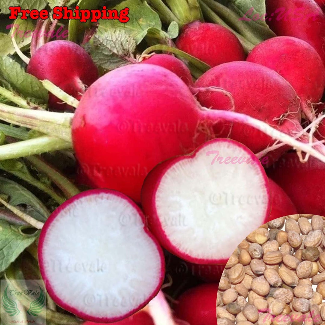 Crimson Giant Radish - Big Round Red Radish SEEDS | Vegetable Seeds ...