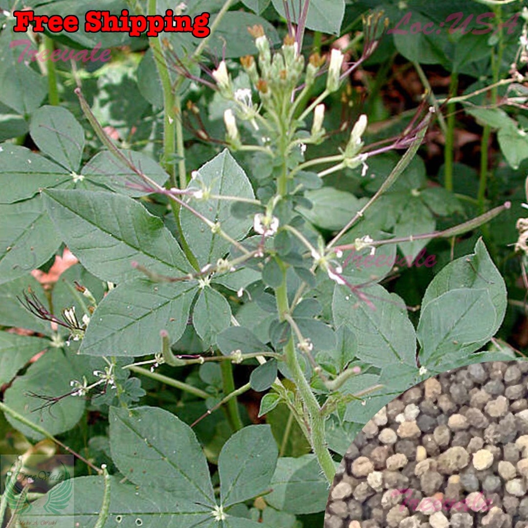 Wild Spider Flower, Cleome Gynandra, Thai Cleome, Phaksian SEEDS | Non ...
