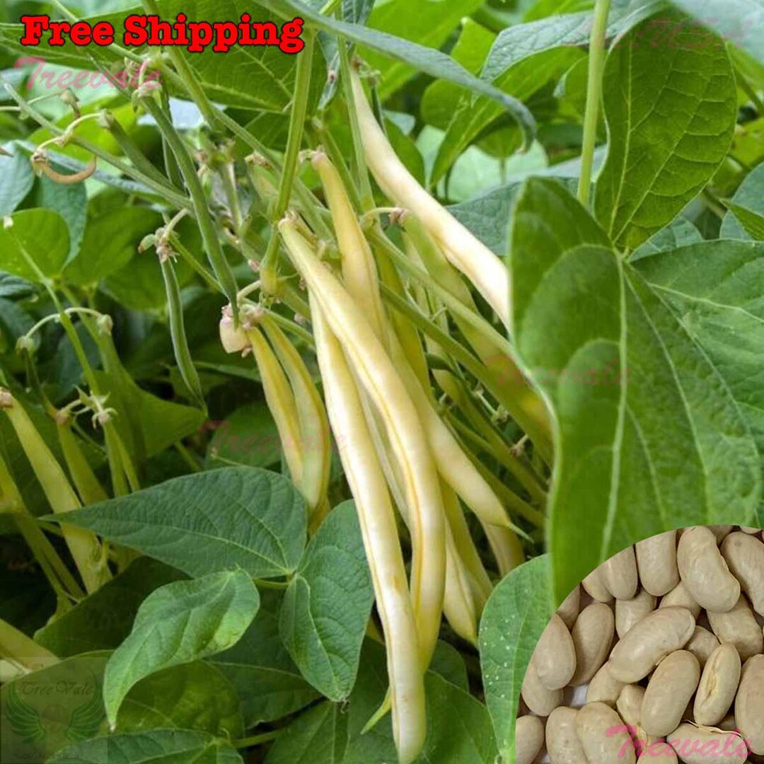 Gold Rush Wax Bush Bean Seeds | Wax Bean, Yellow Bean, Gold Rush Seeds ...
