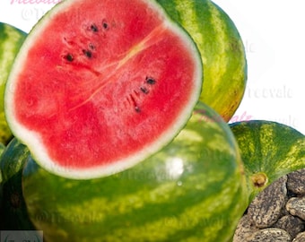 Giant Watermelon Seeds Organic & Non Gmo Watermelon Seeds Heirloom ...