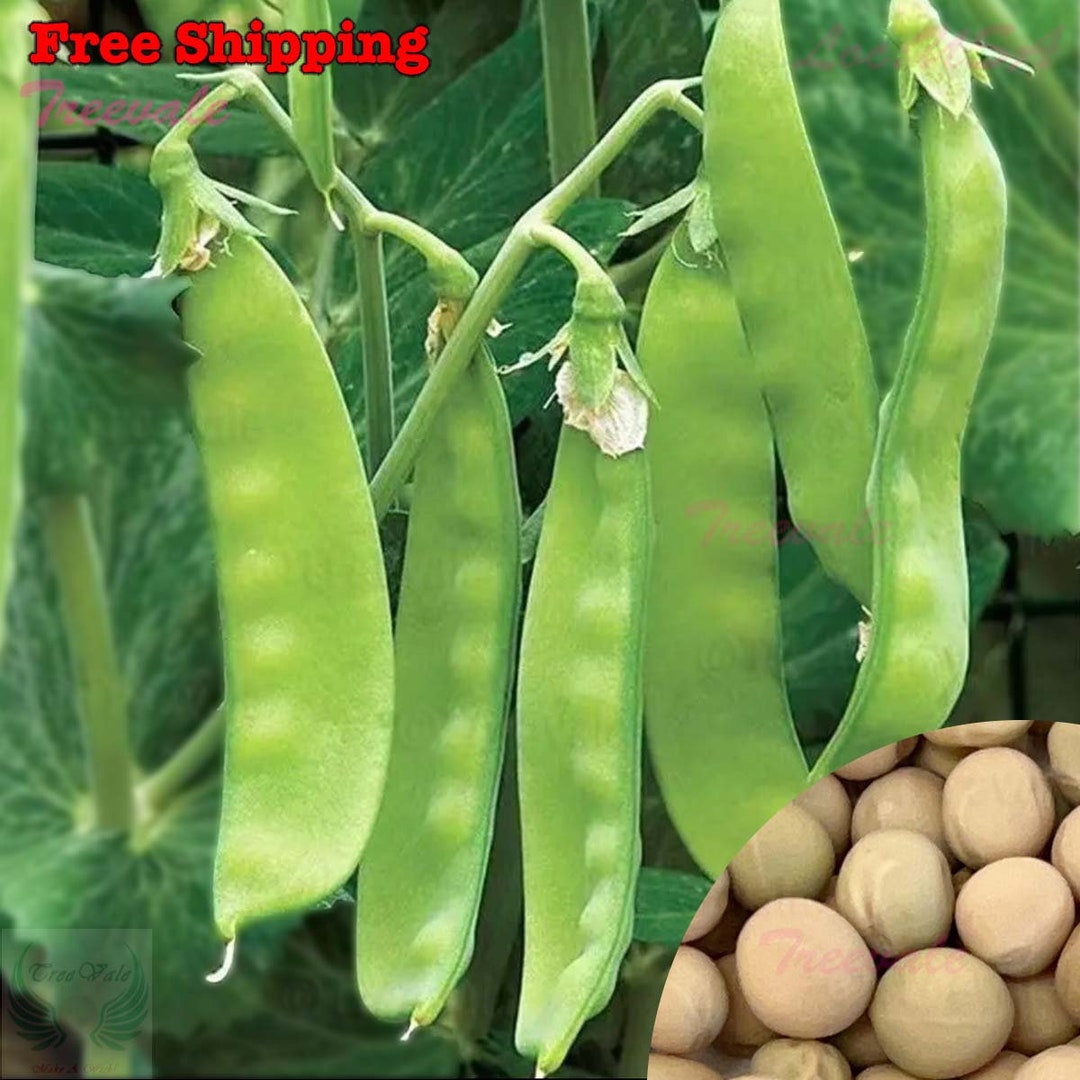 Sugar Snow Pea SEEDS | Melting Sugar Snow Pea SEEDS | Non-gmo, Organic ...