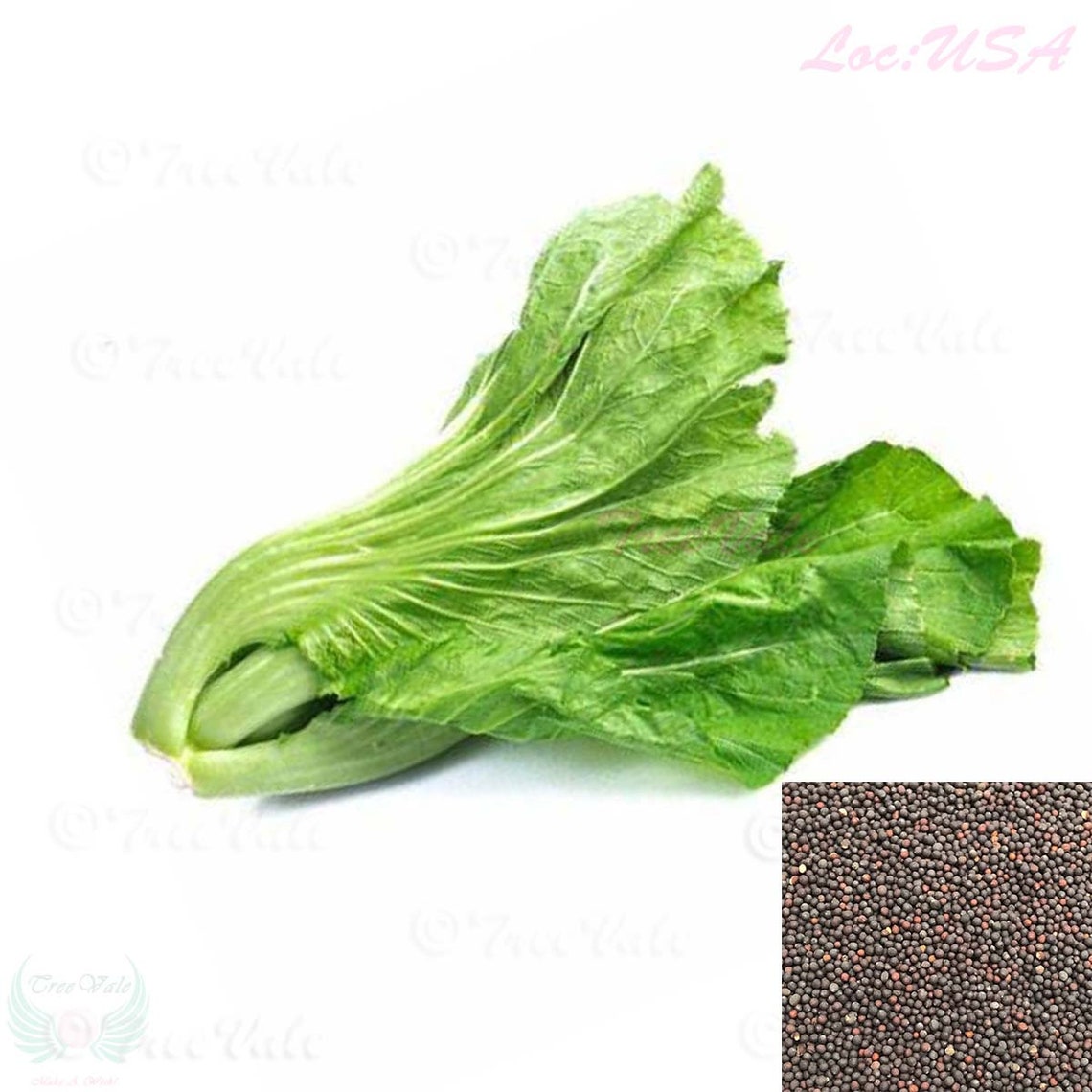 SEEDS Chinese/asian Mustard Green,mustasa,kai Choi/gai Choy/châu á Mù ...