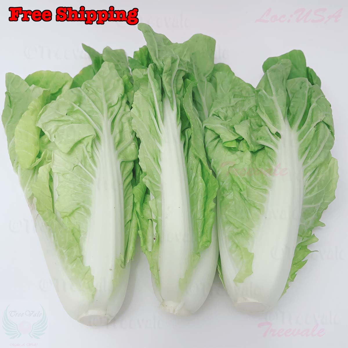 Sweet Pak Choy, Chinese Sweet Cabbage SEEDS | Beka Santoh SEEDS | Non ...