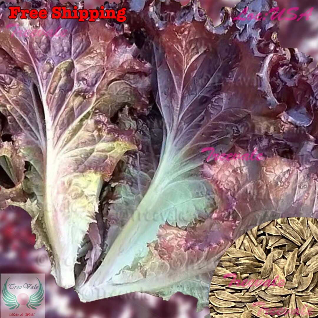 Red Lettuce SEEDS | Red Leaf Lettuce SEEDS | Non-gmo, Organic ...
