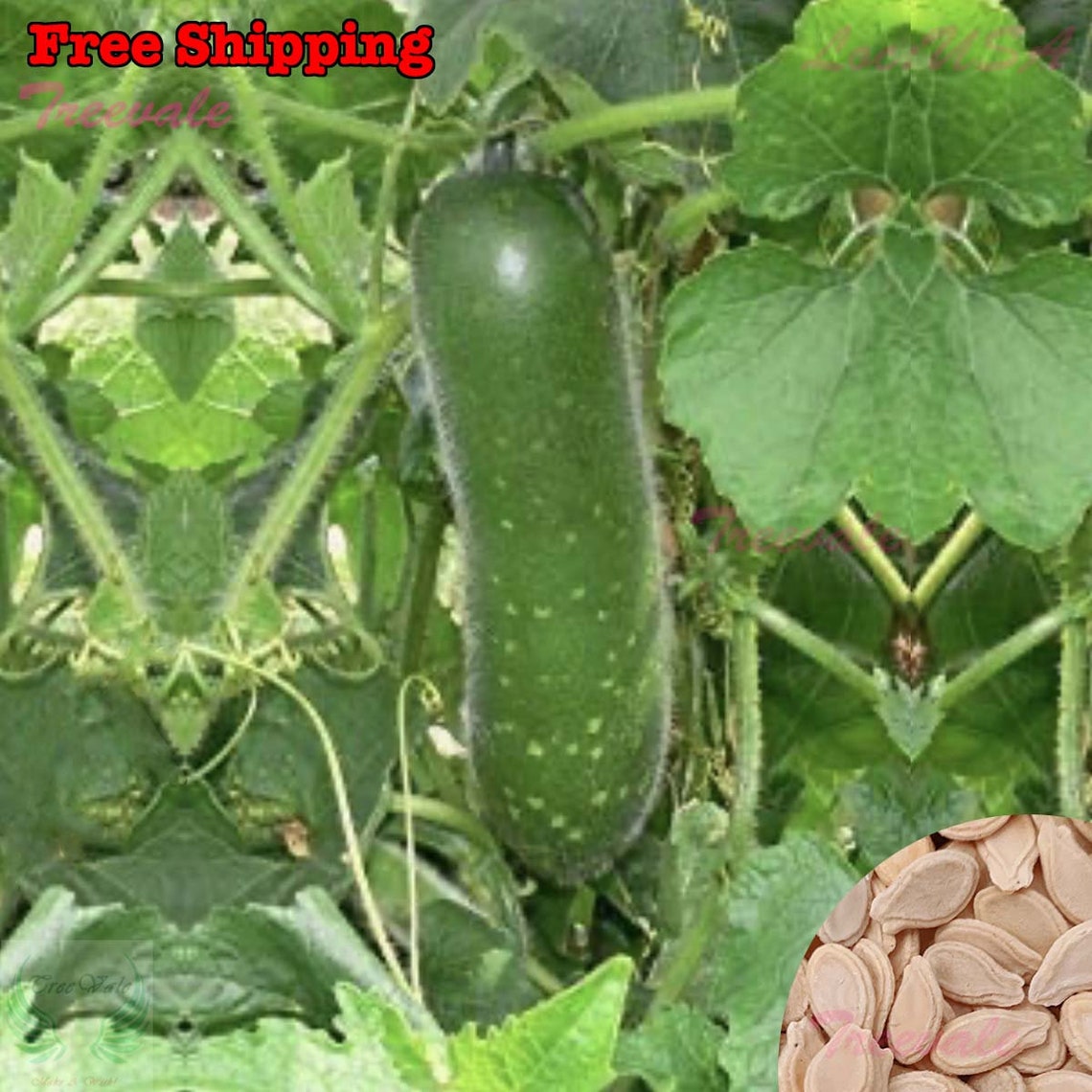 Wax Gourd, Winter Melon, Mokwa, Fuzzy Melon, Hairy Melon/gourd SEEDS ...