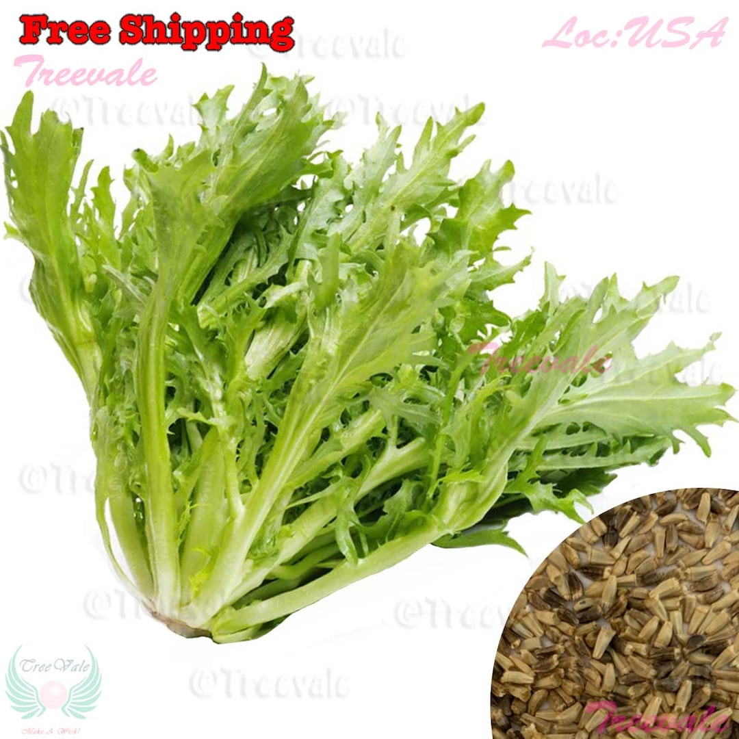 Frisee Endive Seeds - Cichorium Endivia - Green Curled Ruffec ...