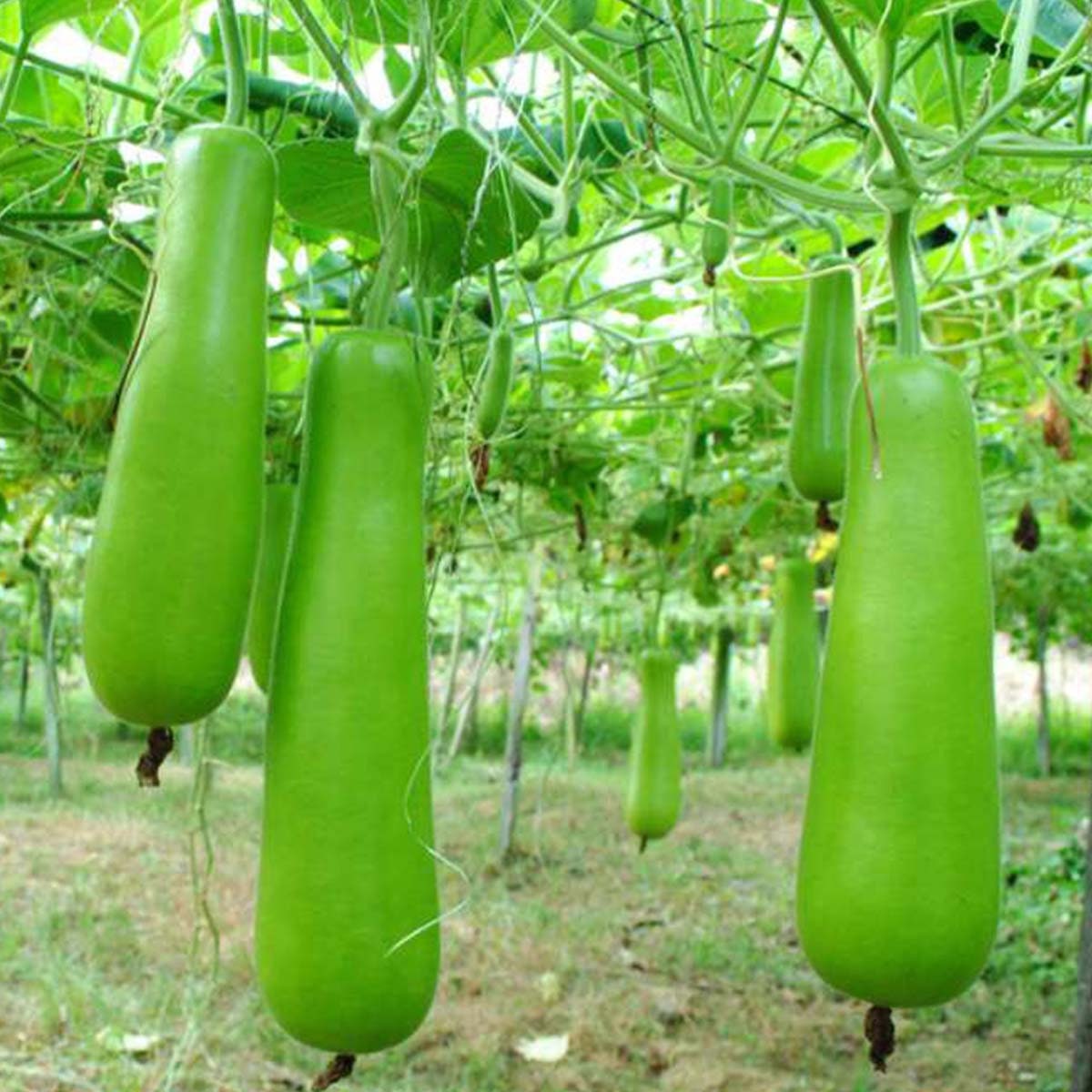 Bottle Gourd, Calabash Gourd, Gourds, Long Bottle Gourd Seeds | Non-gmo ...