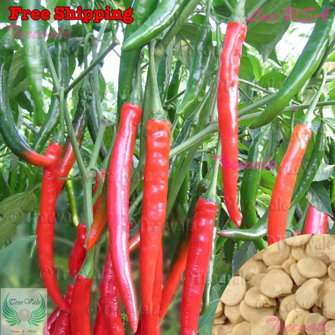 Kung Pao Pepper SEEDS | Red Chili Pepper, Guajillo Pepper SEEDS | Non ...