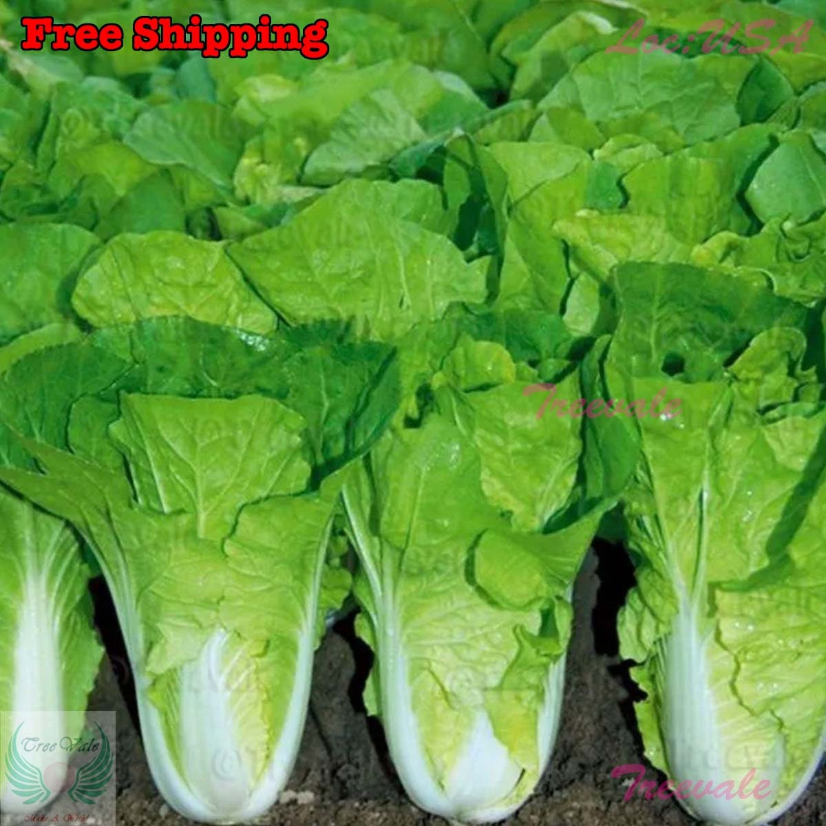Sweet Pak Choy, Chinese Sweet Cabbage SEEDS | Beka Santoh SEEDS | Non ...