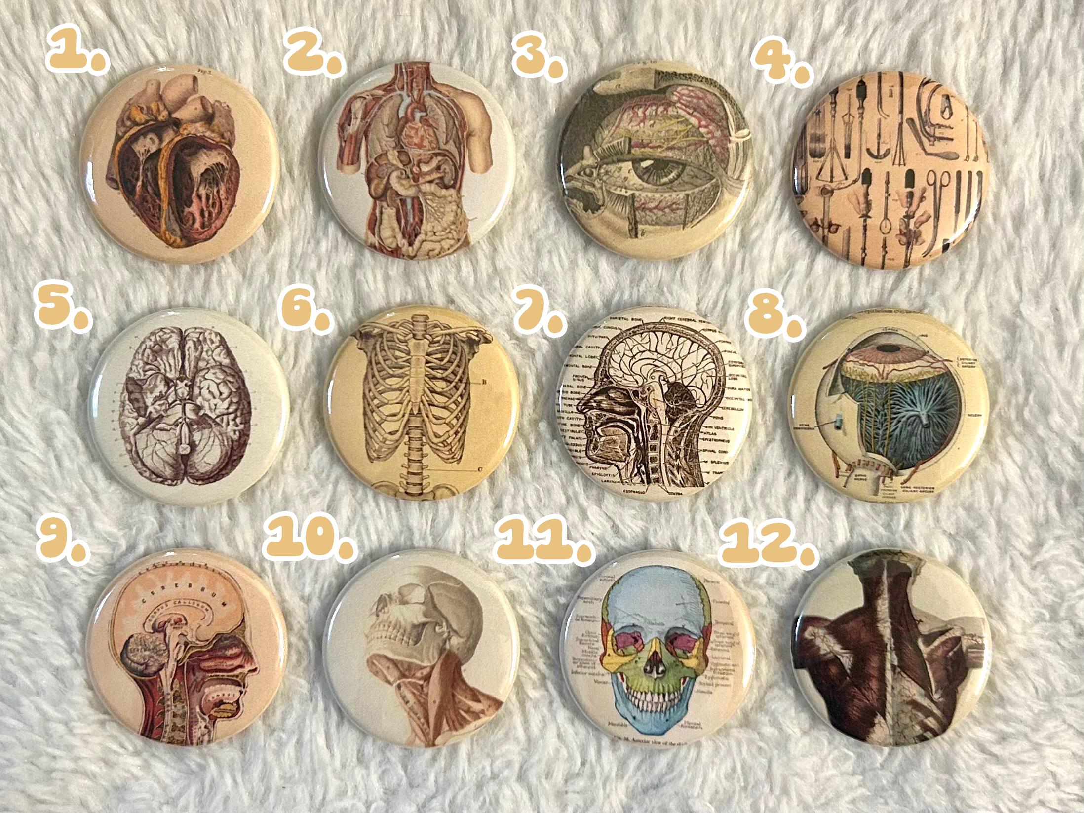 Vintage Human Anatomy 1.5" Pinback Buttons - Etsy