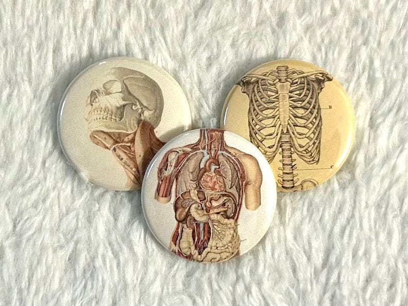 Vintage Human Anatomy 1.5" Pinback Buttons - Etsy