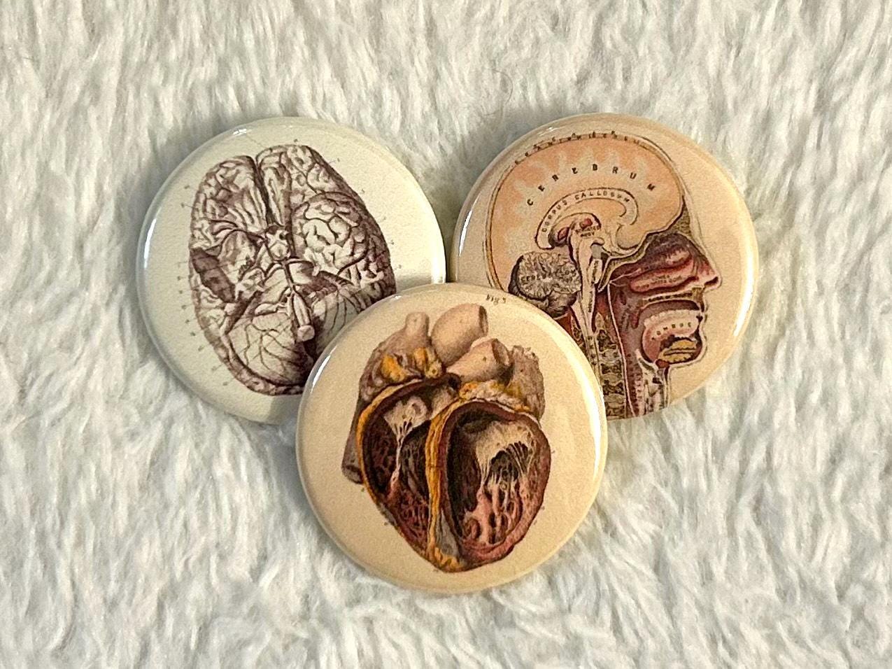 Vintage Human Anatomy 1.5" Pinback Buttons - Etsy