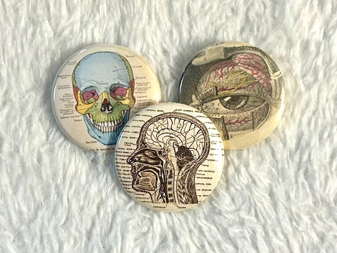 Vintage Human Anatomy 1.5" Pinback Buttons - Etsy