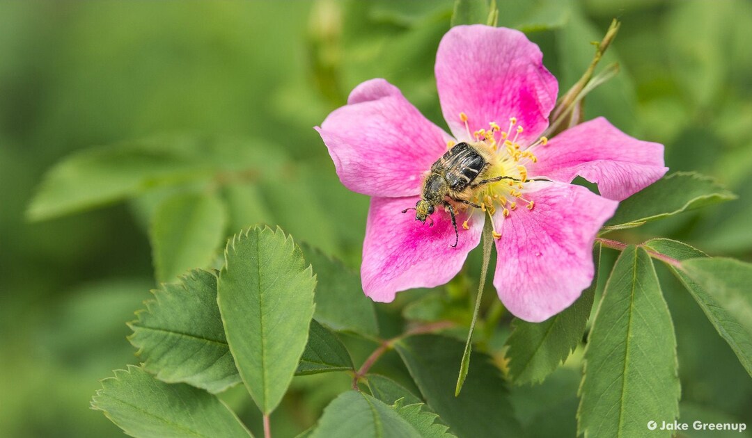 Original Photo of Bug on Rose, Signed Wildlife Photography, British ...