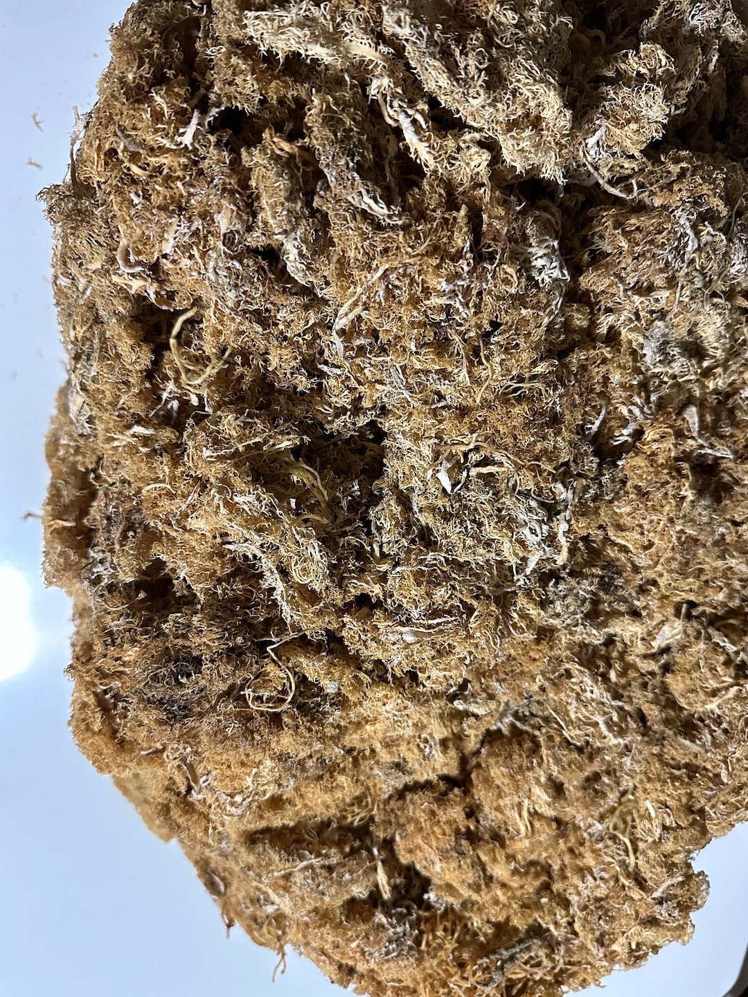 Golden Sea Moss Jamaican Wildcrafted Irish Moss Spaghetti Strands Sea ...