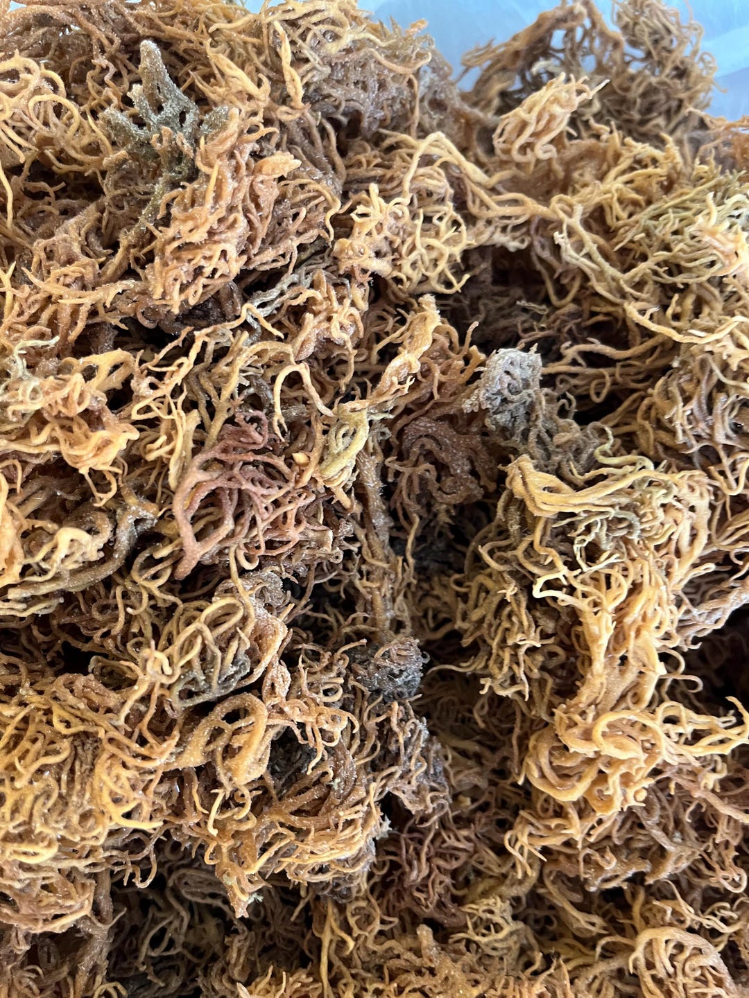 Multi Spectrum Sea Moss Multi Colored Irish Moss Chondrus Chrispus One ...