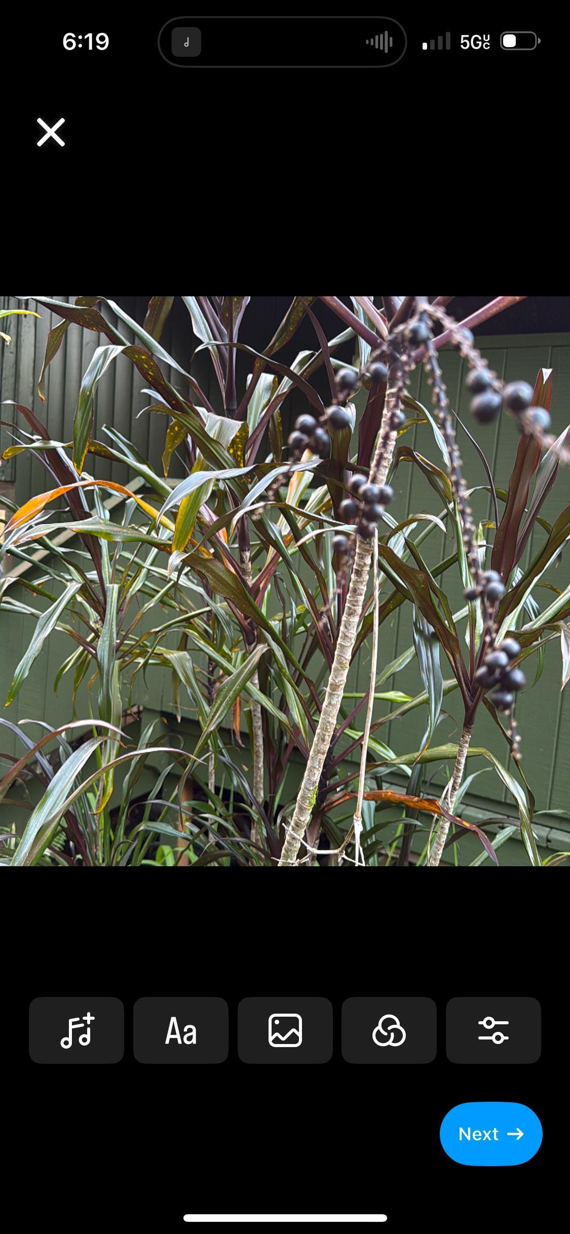 Rare "new Guinea Black" Ti Plant Cutting: Cordyline Fruticosa - Etsy