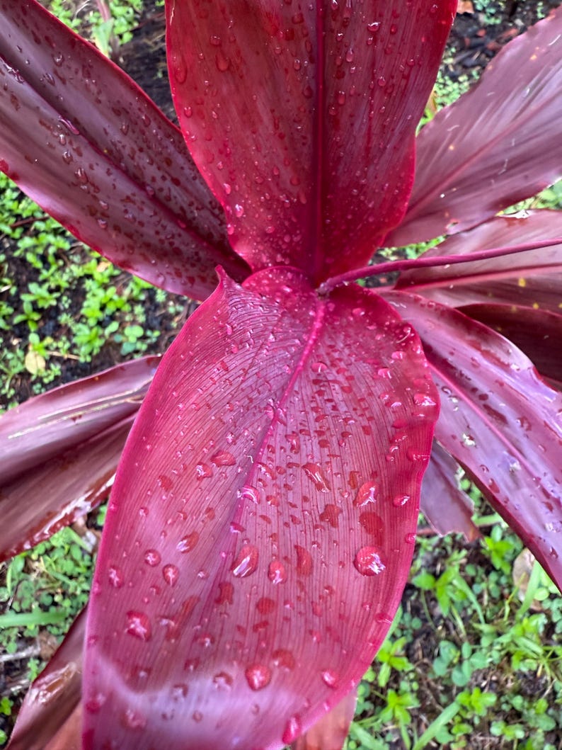 Red Rooster Tail Ti Plant - Etsy