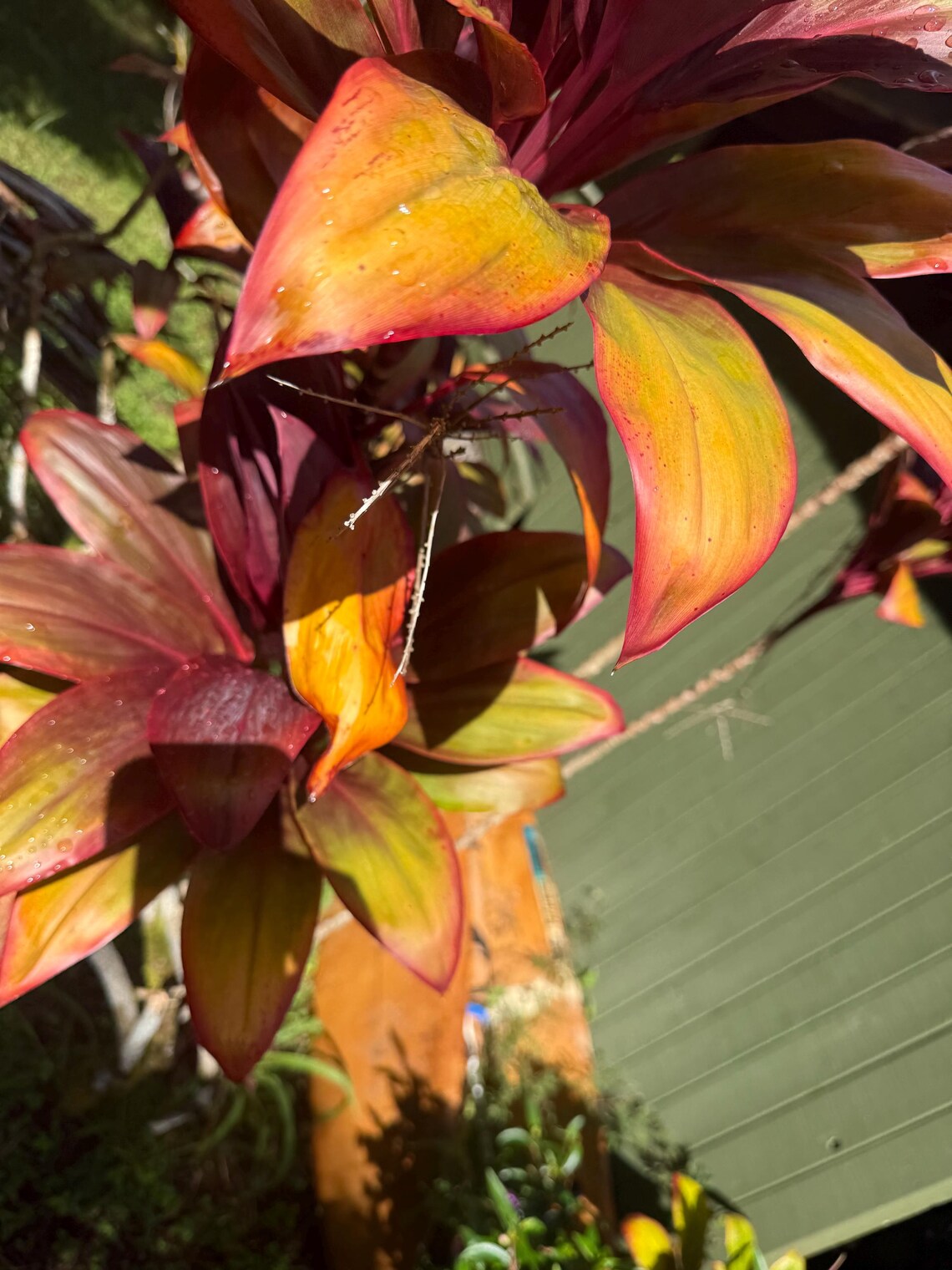 Scarlet Sunset Ti Cutting – Red-to-orange Color-changing Ti With ...