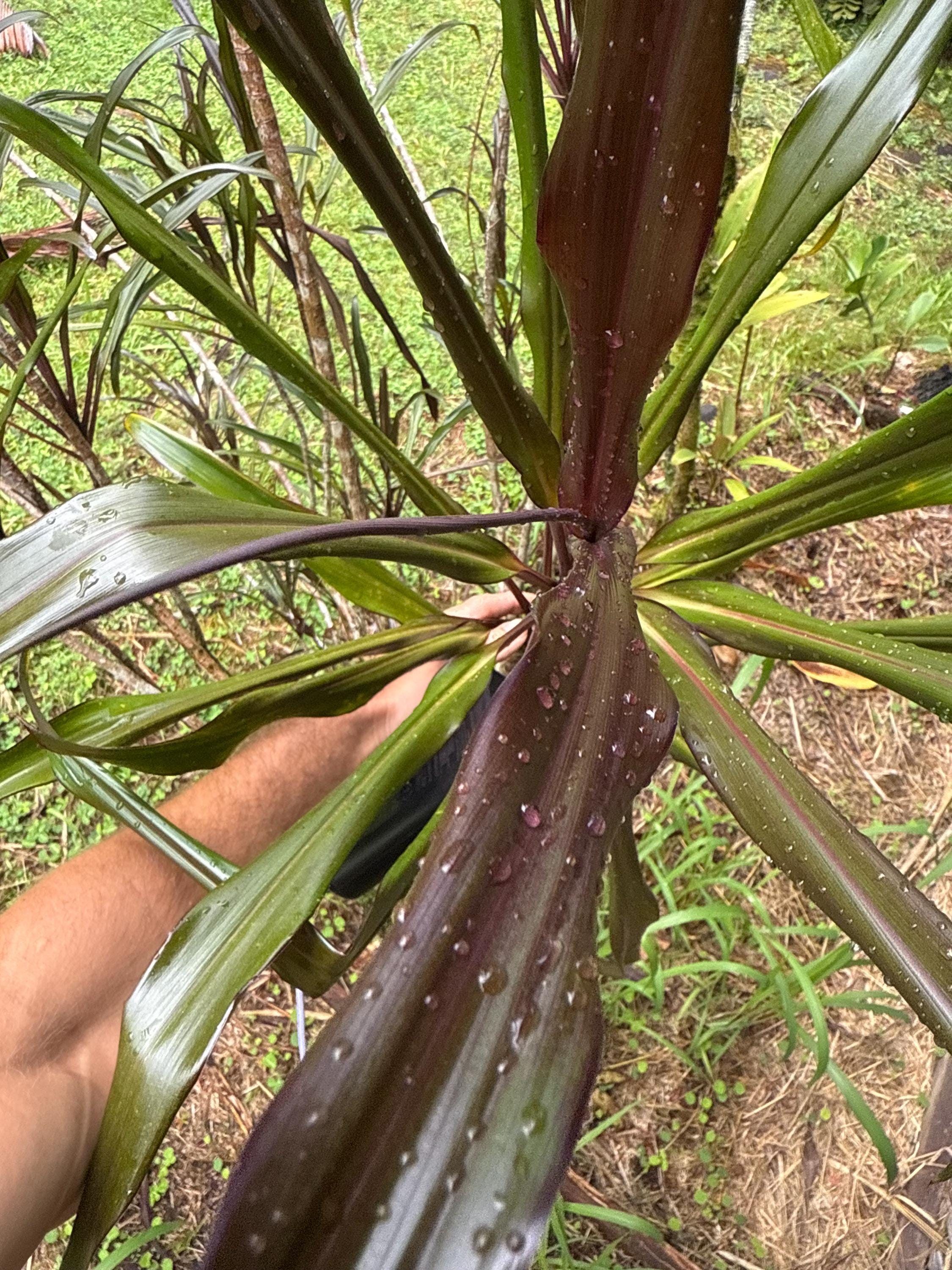 Rare "new Guinea Black" Ti Plant Cutting: Cordyline Fruticosa - Etsy