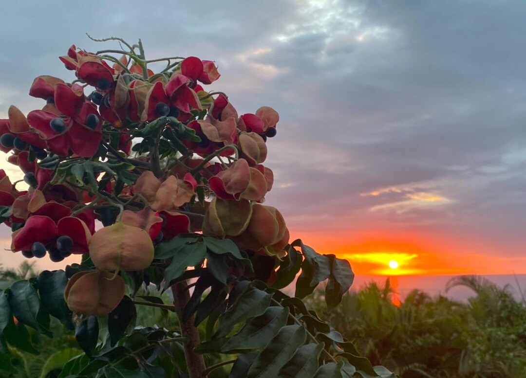 Hawaiian Mgambo Seeds Grown in Hawaii Hula Weleweka - Etsy