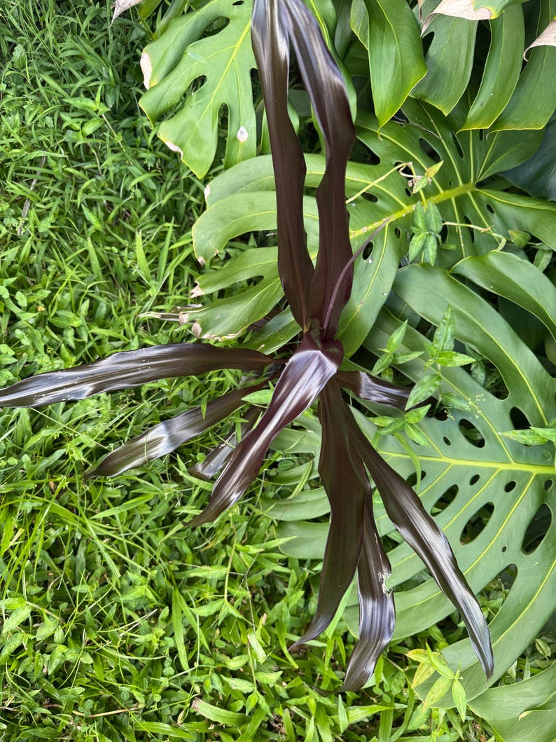 Rare "new Guinea Black" Ti Plant Cutting: Cordyline Fruticosa - Etsy