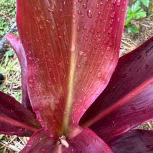 Red Rooster Tail Ti Plant - Etsy