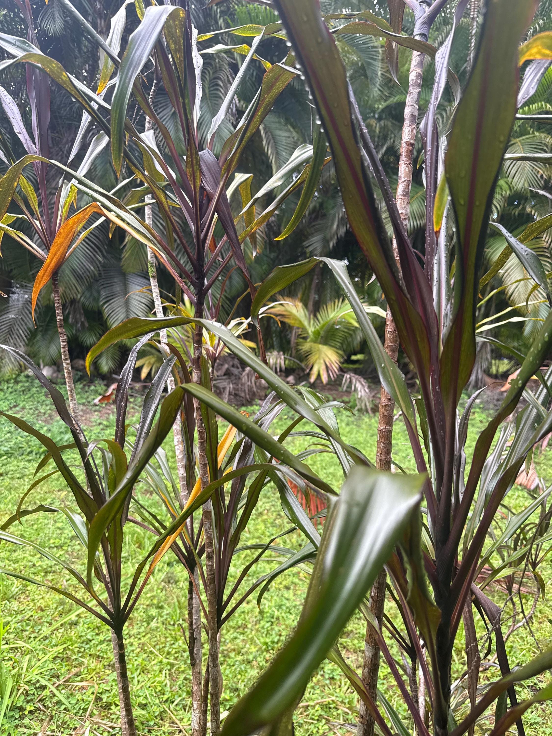 Rare "new Guinea Black" Ti Plant Cutting: Cordyline Fruticosa - Etsy