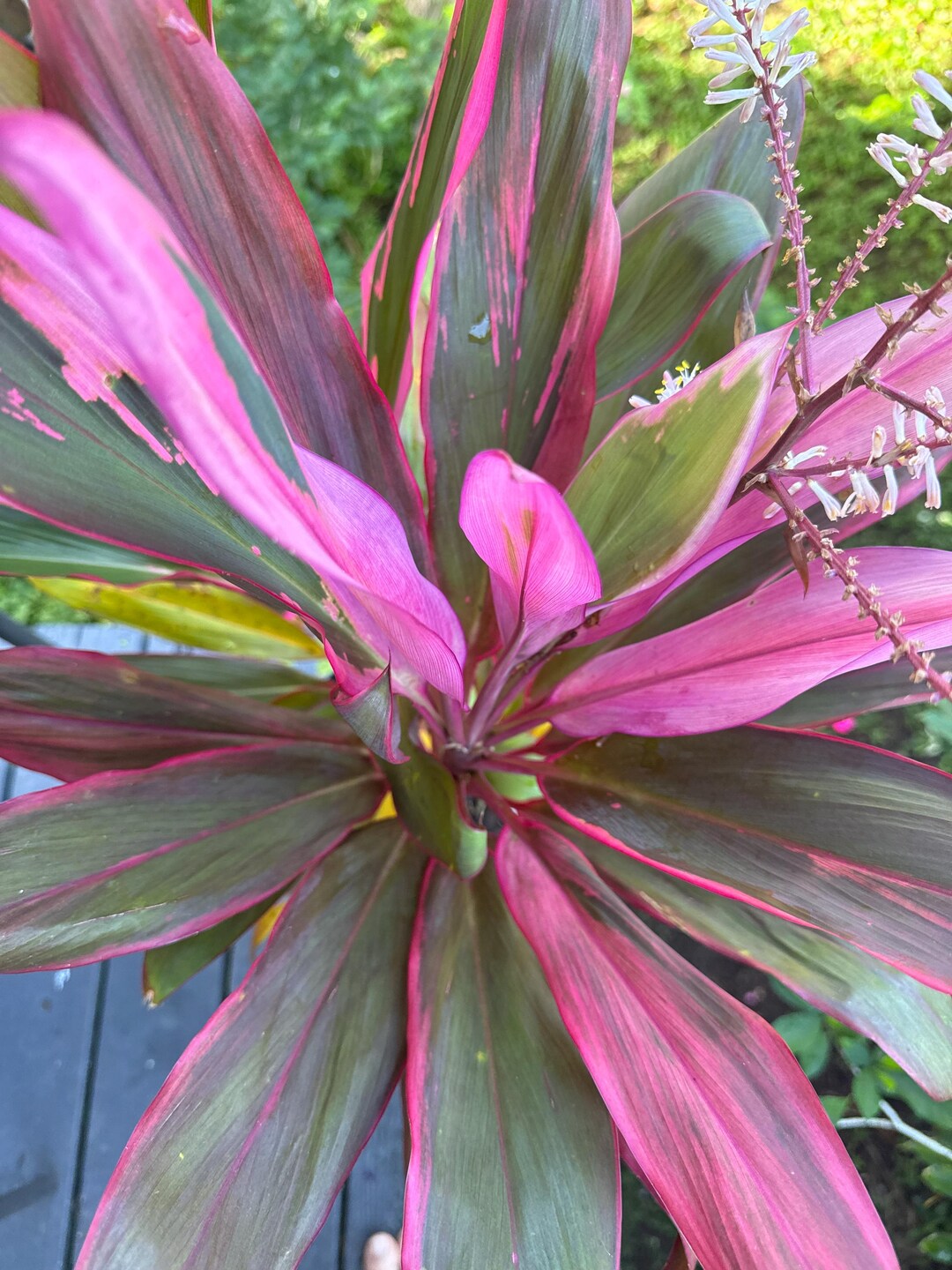 Maria Ti Plant – Live Stem Cutting (4–6”) - Etsy