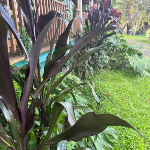 BigIslandCoconut - Etsy