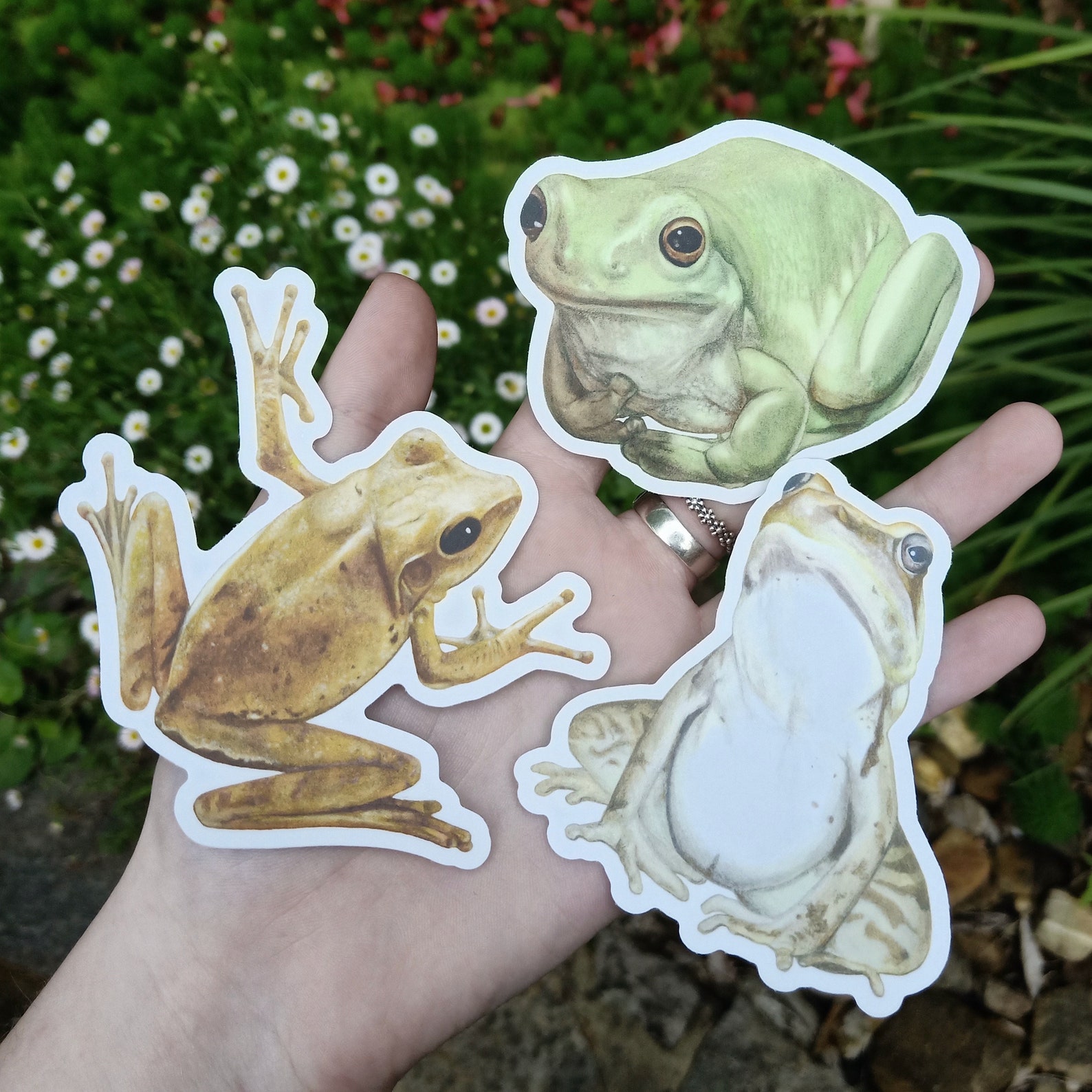 Bundle of Frogs 3 Pack Matte Vinyl Weatherproof Colour - Etsy