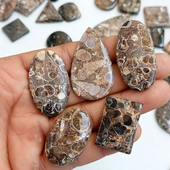 Turritella Agate | Properties, Formation, Occurrence
