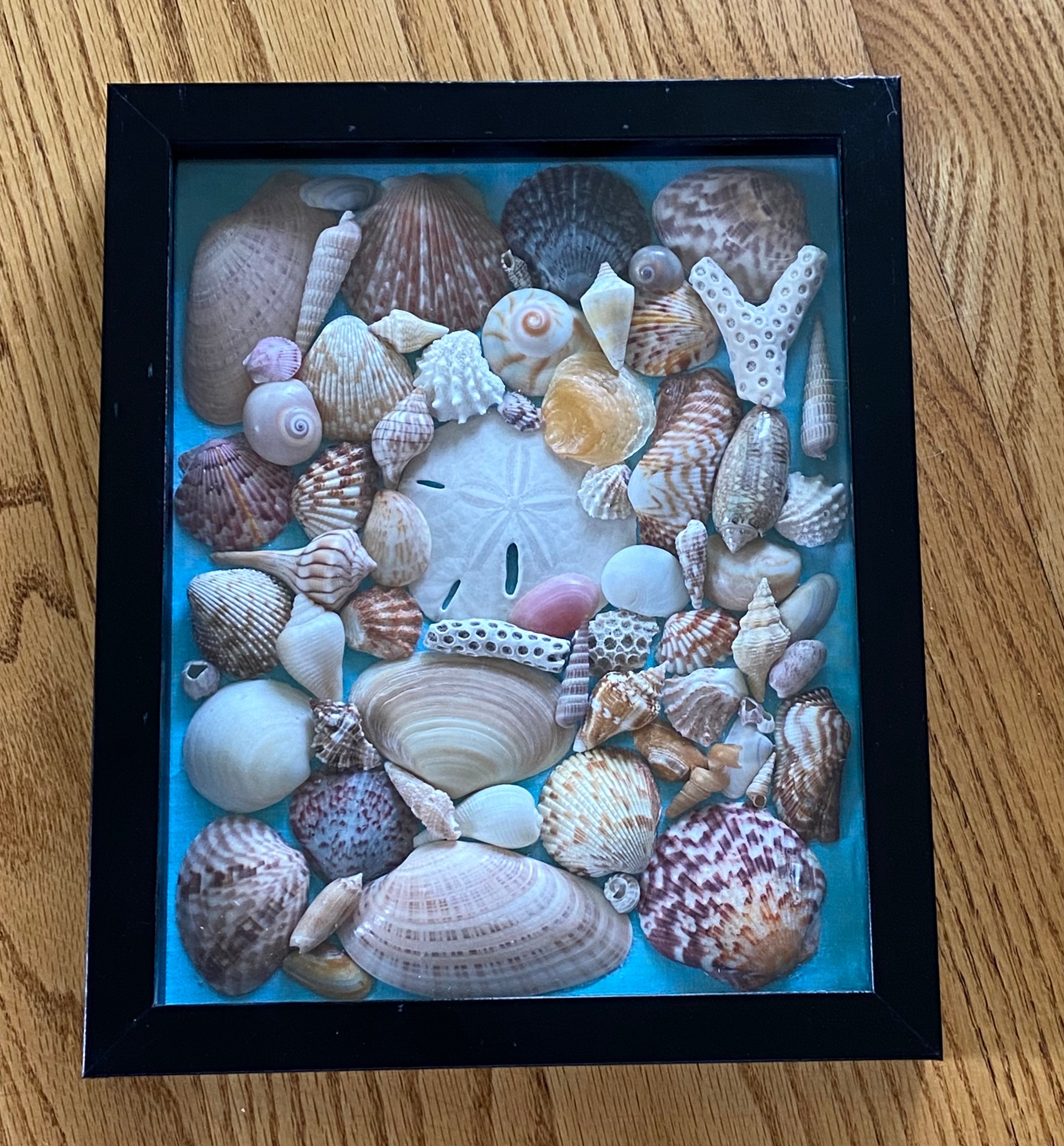 Sea Shell Shadow Box Wall Art - Etsy