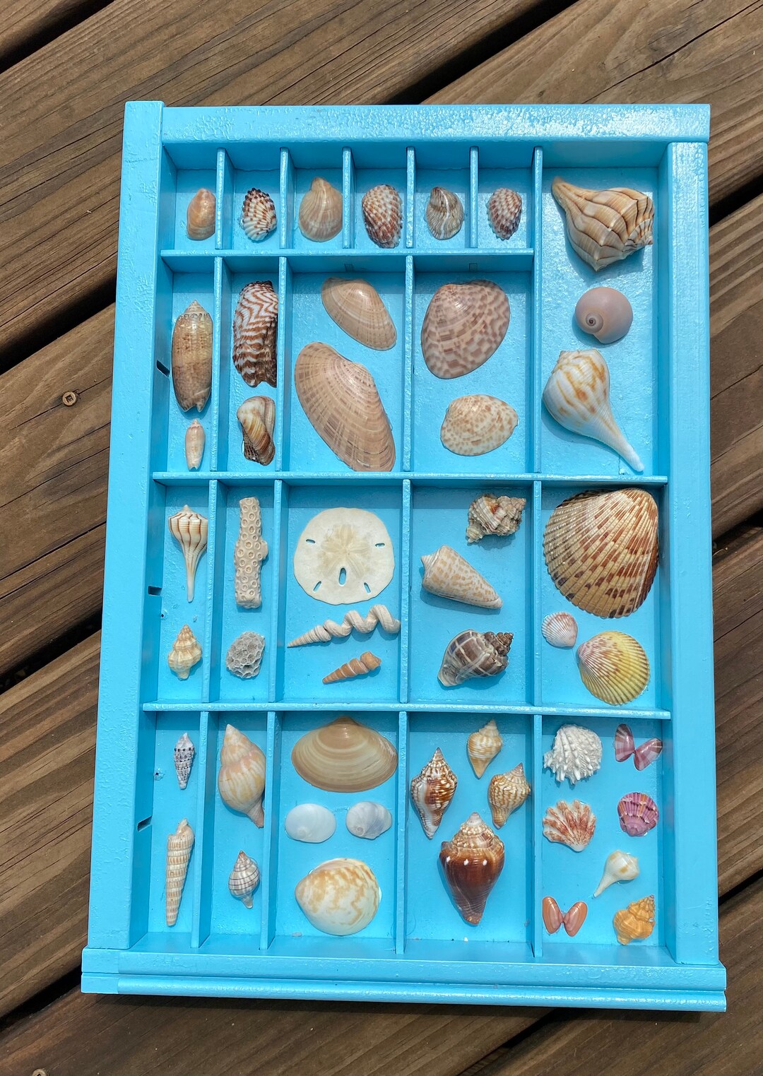 Vintage Printer Tray Shell Collection, Large Antique Wood Drawer ...