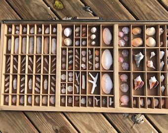 Natural Seashells in Wood Vintage Printer Tray Shadowbox Wall Art ...