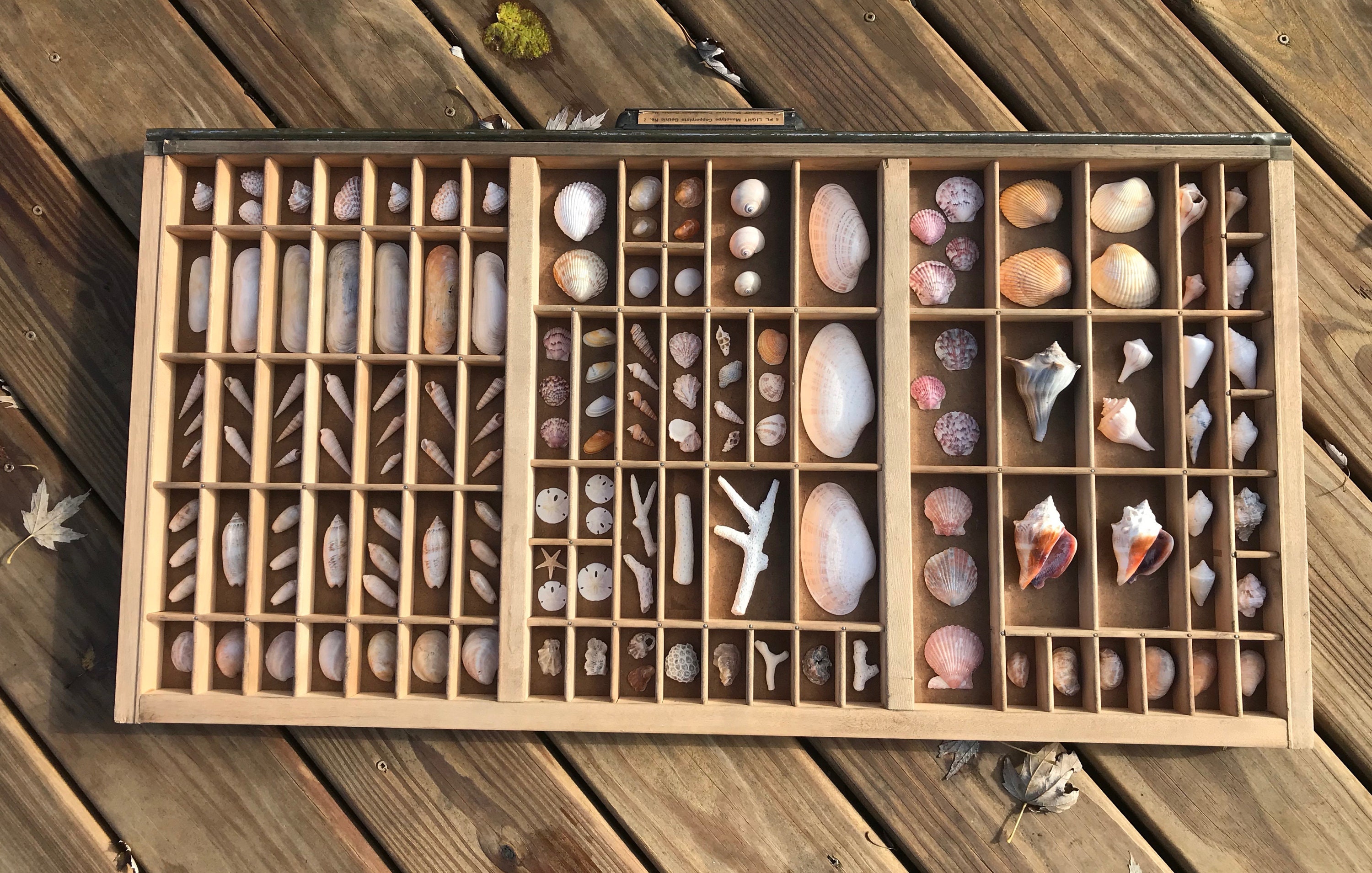 Vintage Printer Tray Shell Collection Large Antique Wood - Etsy