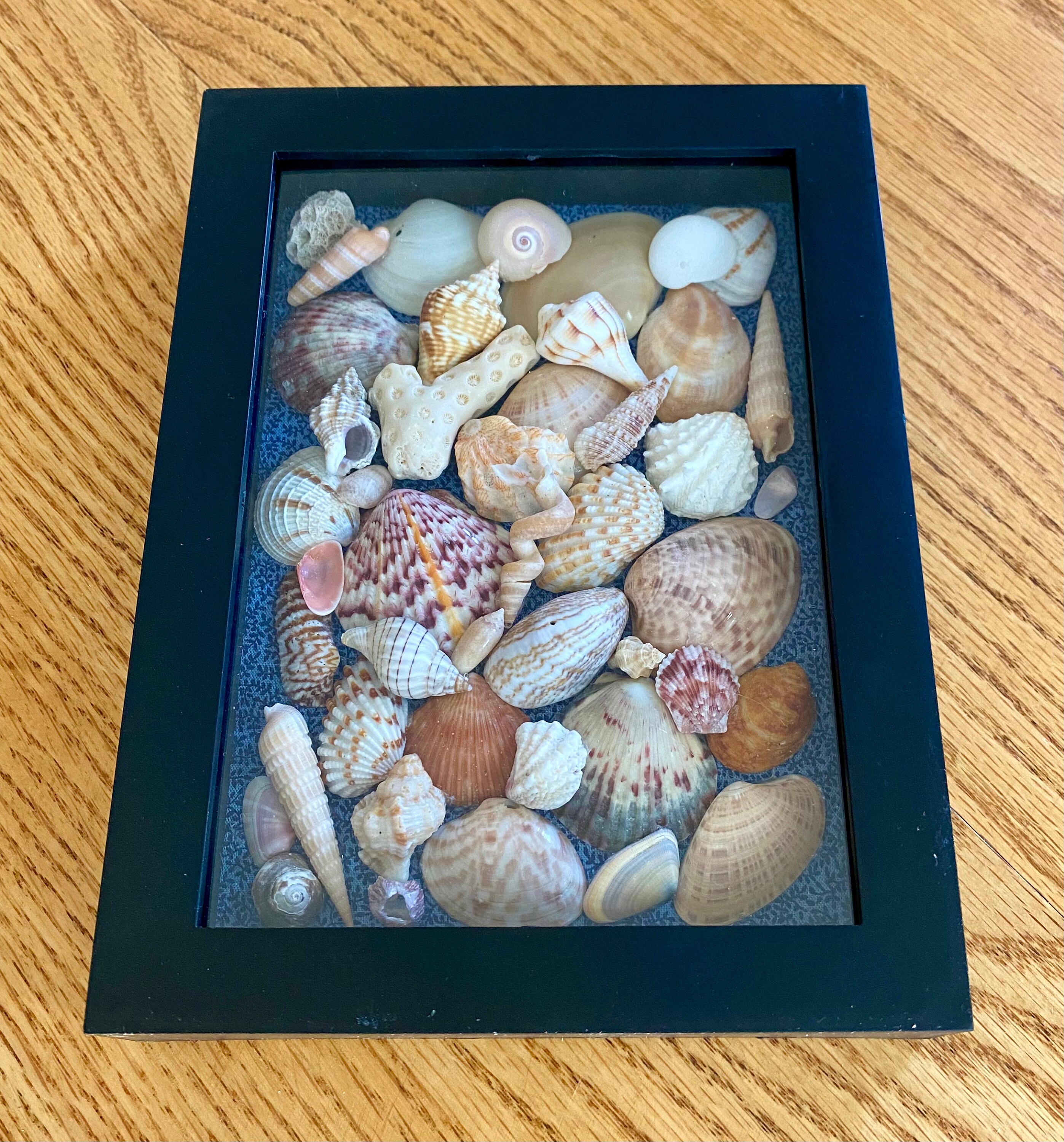 Sea Shell Shadow Box Wall Art - Etsy