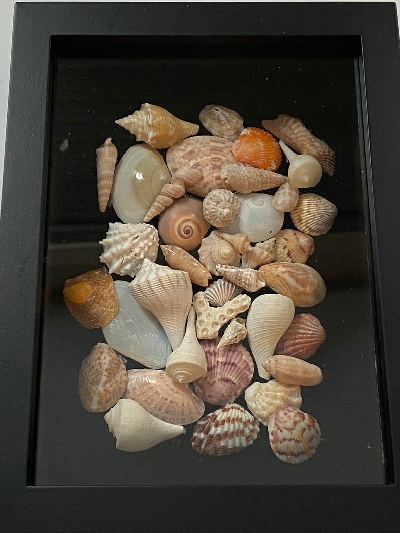 Sea Shell Shadow Box Wall Art - Etsy