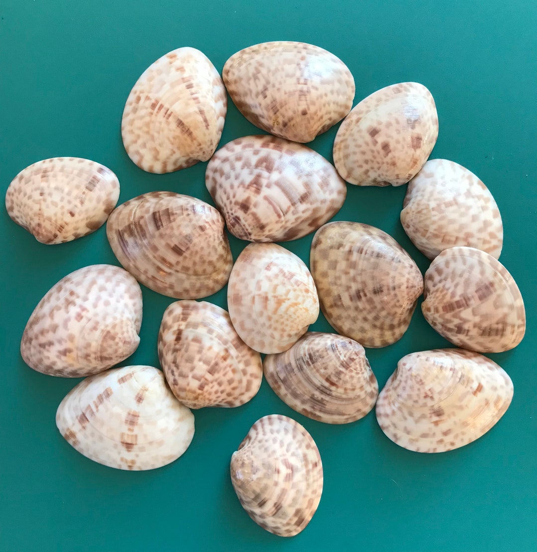 Shells for Crafting Calico Clams - Etsy
