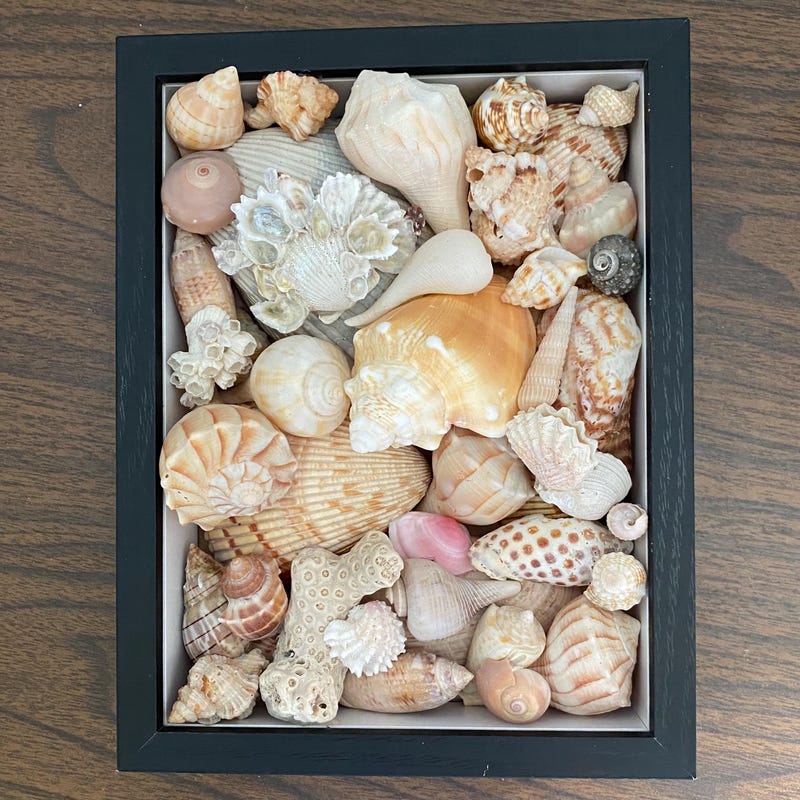 Shell Shadow Box - Etsy