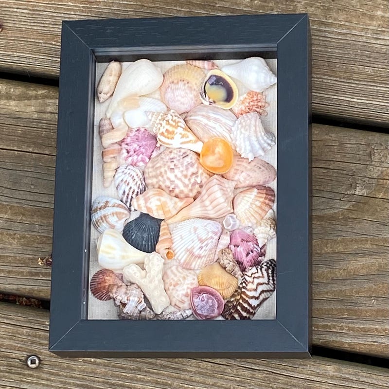Shell Shadow Box - Etsy